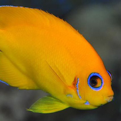 3 Big Fish and Coral Shipments In Plus a Huge Invert Order landing this ...