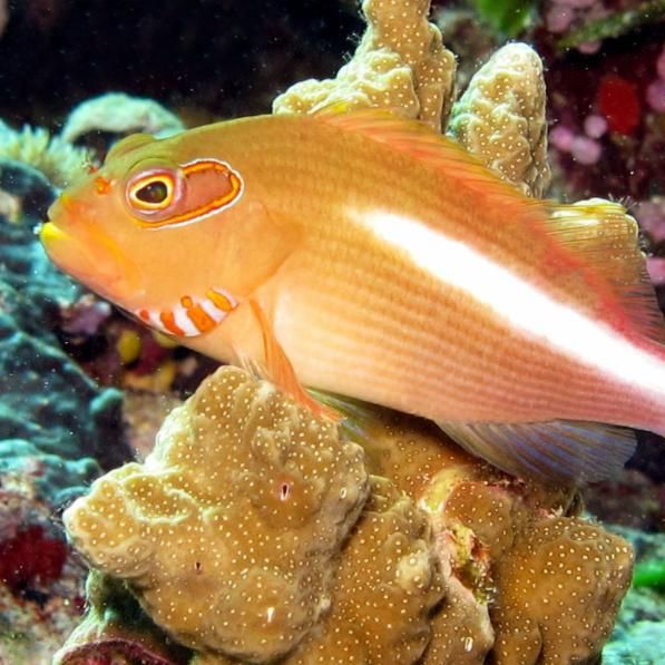 Lots of New Corals, Frags, Clams, Fish, Inverts and AlgaGen Back in Stock
