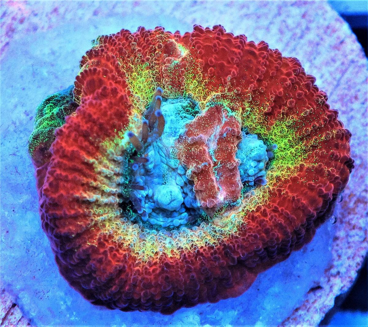 Tang Gang, Inverts, Coral Beauties and More