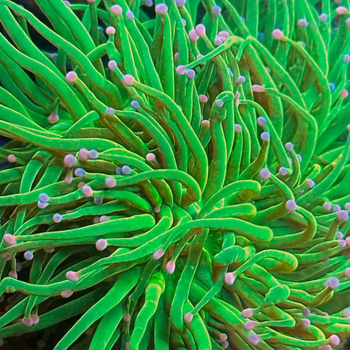 Tang Gang, Inverts, Coral Beauties and More