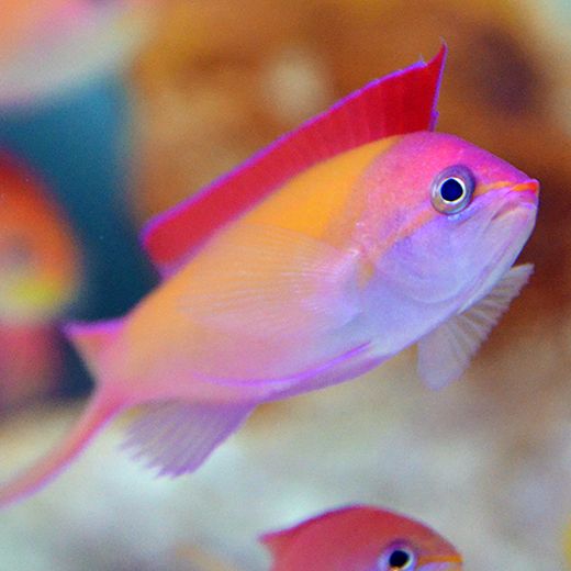 3 Big Fish and Coral Shipments In Plus a Huge Invert Order landing this ...