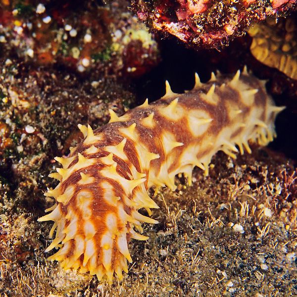 dottybacks, designer clowns, storm clowns, wrasses, trachyphllia