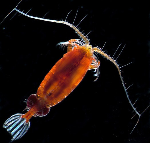 Tang Gang, Inverts, Coral Beauties and More