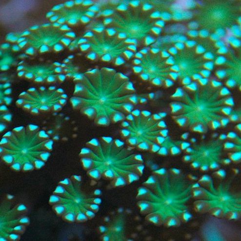 Maxima Clams, Maxi Mini Carpets, Ritteri and Sebae Anemones