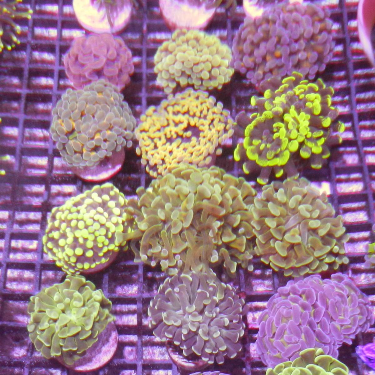 Maxima Clams, Maxi Mini Carpets, Ritteri and Sebae Anemones