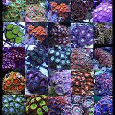 Acan Frags, Big Invert Order, Caribbean Atlantic Tangs