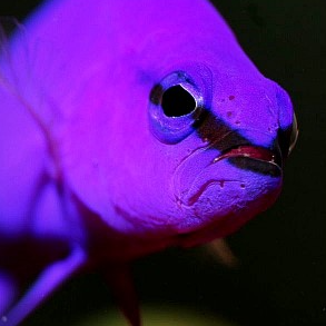 week after ChristmasSpecials!