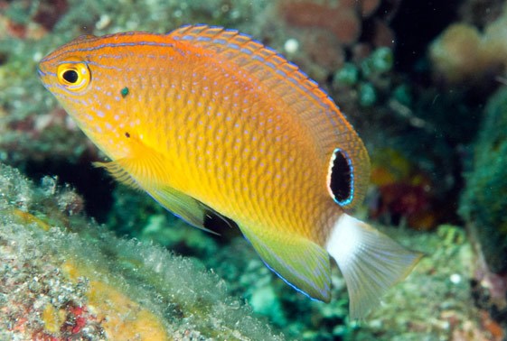 Tangs, Wrasses, Angels. Largest shipmet of the year!