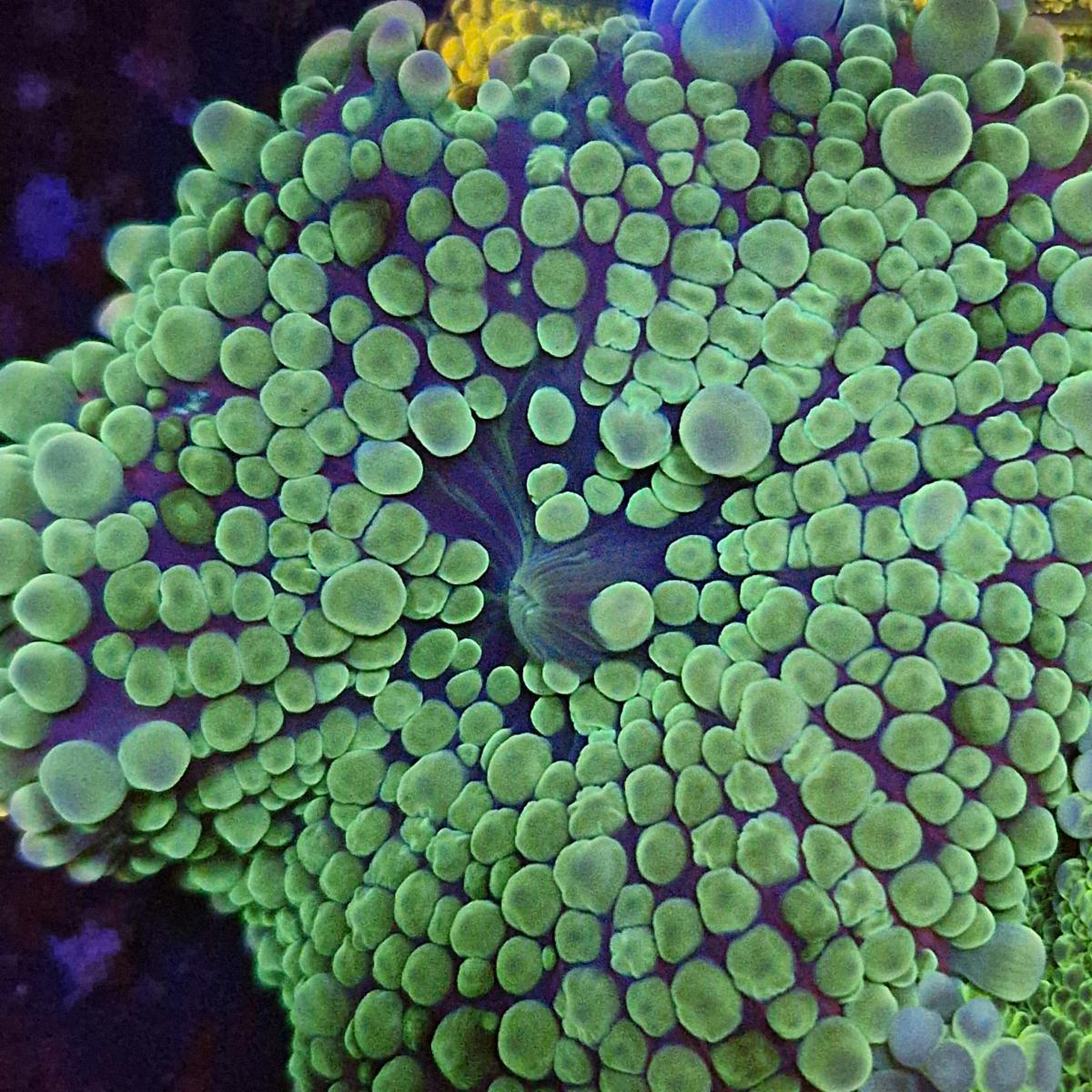 Maxima Clams, Maxi Mini Carpets, Ritteri and Sebae Anemones