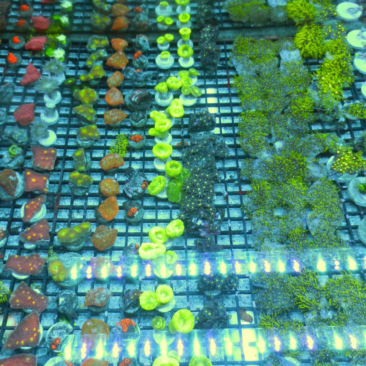 Tang Gang, Inverts, Coral Beauties and More