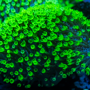 Maxima Clams, Maxi Mini Carpets, Ritteri and Sebae Anemones