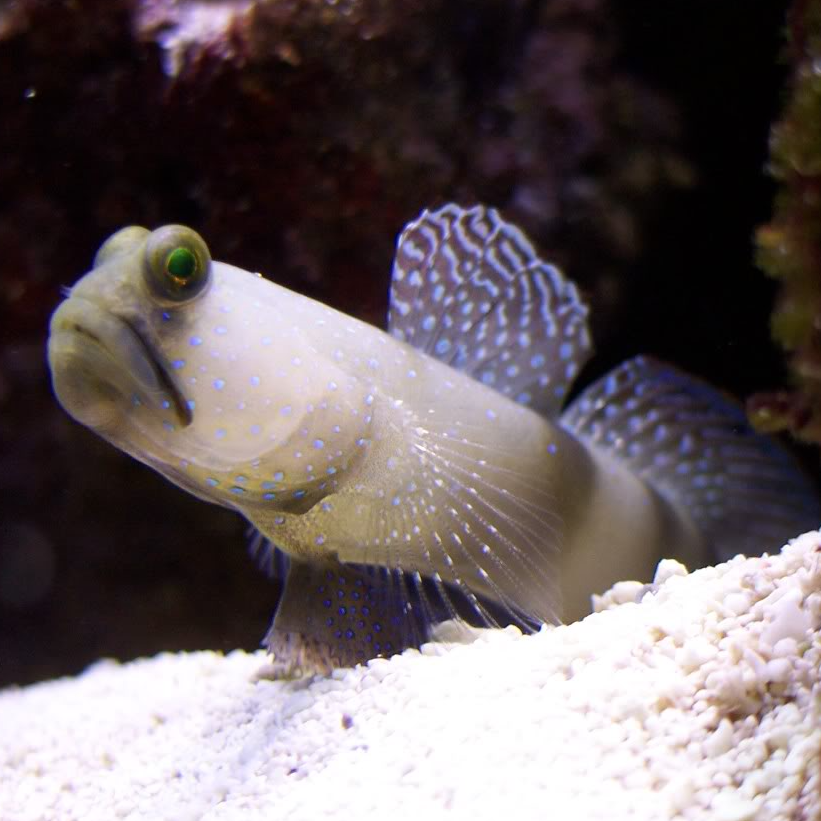 Maxima Clams, Maxi Mini Carpets, Ritteri and Sebae Anemones