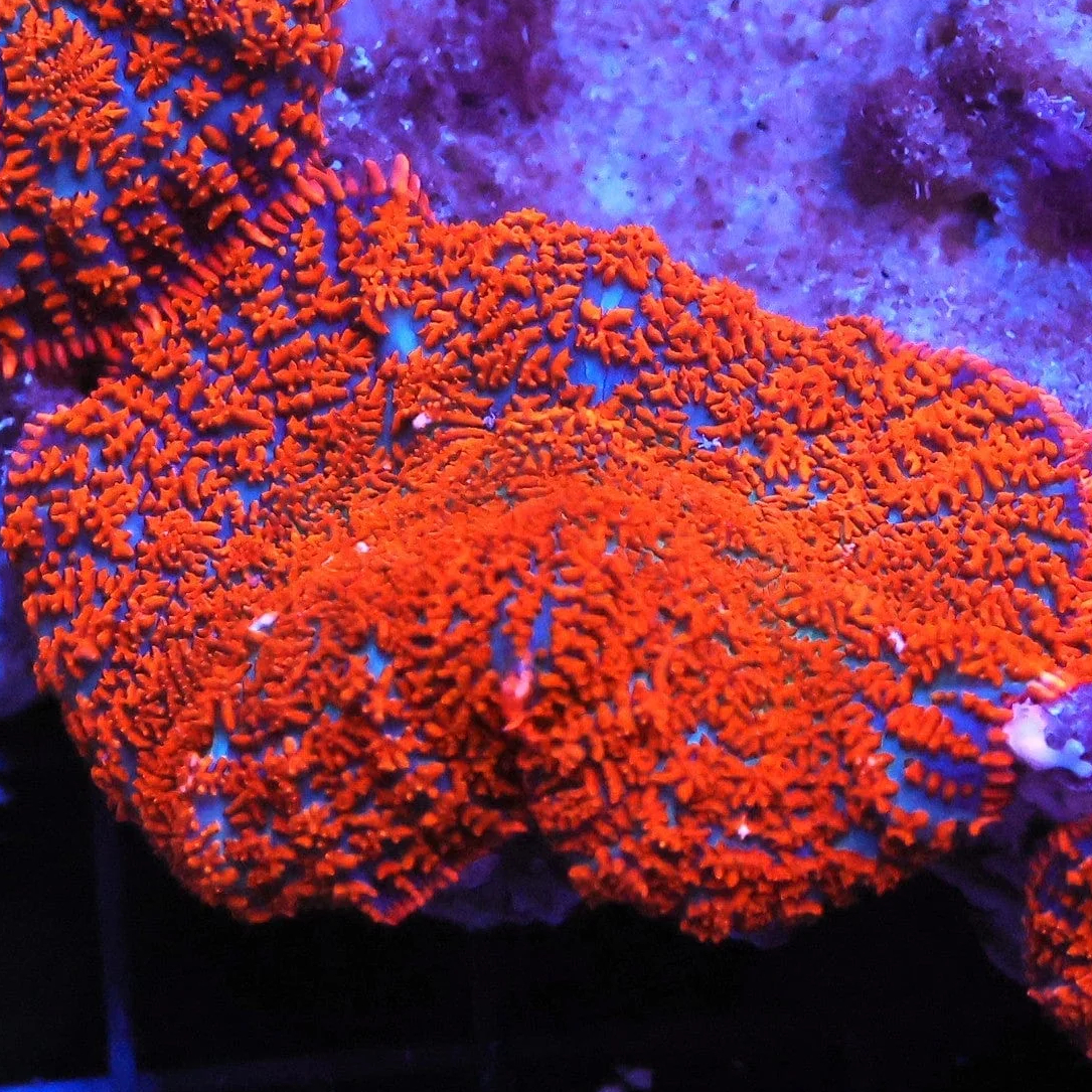 Maxima Clams, Maxi Mini Carpets, Ritteri and Sebae Anemones
