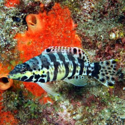 Maxima Clams, Maxi Mini Carpets, Ritteri and Sebae Anemones