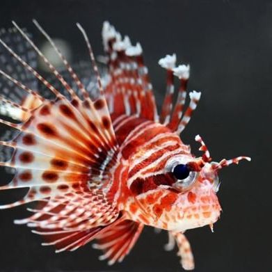 Maxima Clams, Maxi Mini Carpets, Ritteri and Sebae Anemones