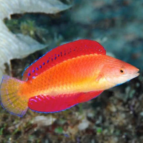 Maxima Clams, Maxi Mini Carpets, Ritteri and Sebae Anemones