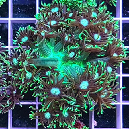 Maxima Clams, Maxi Mini Carpets, Ritteri and Sebae Anemones