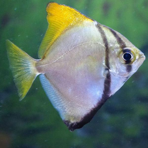 25% Off Coral Sale, Tangs, angels and Wrasses