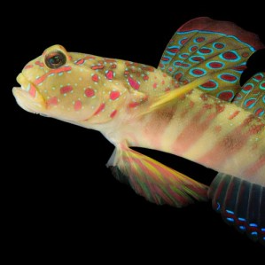 Maxima Clams, Maxi Mini Carpets, Ritteri and Sebae Anemones