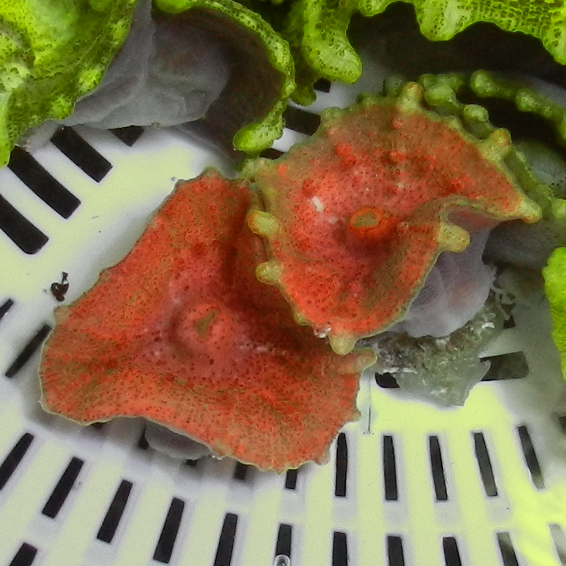 Designer Zoas, 10 for $5.00 Inverts, Clownfish Shipment
