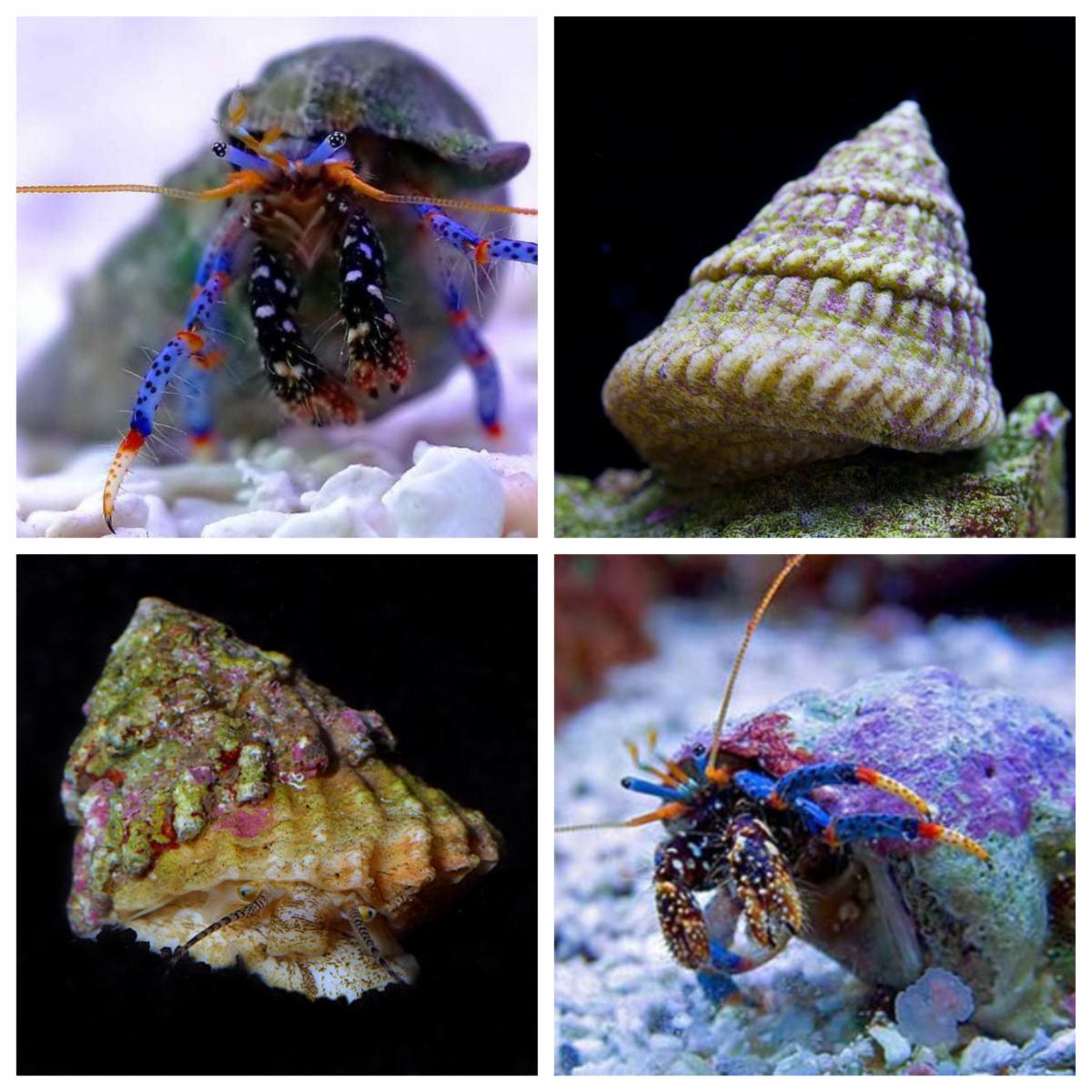 3 Big Fish and Coral Shipments In Plus a Huge Invert Order landing this ...