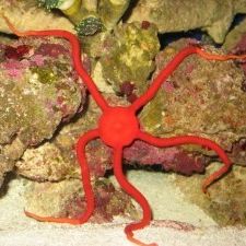 Maxima Clams, Maxi Mini Carpets, Ritteri and Sebae Anemones