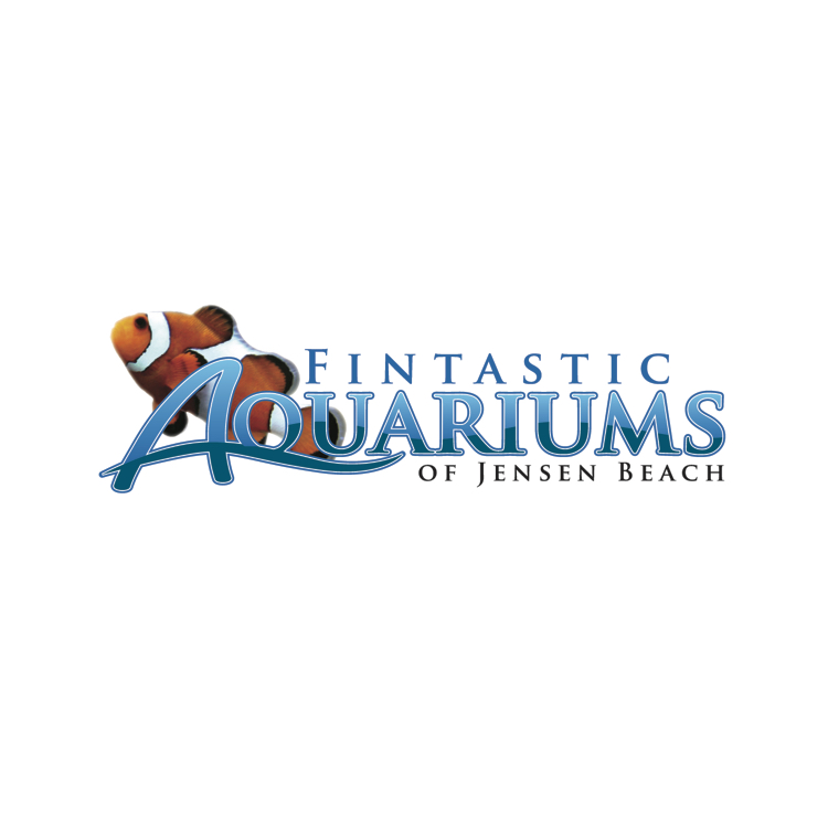 Maxima Clams, Maxi Mini Carpets, Ritteri and Sebae Anemones