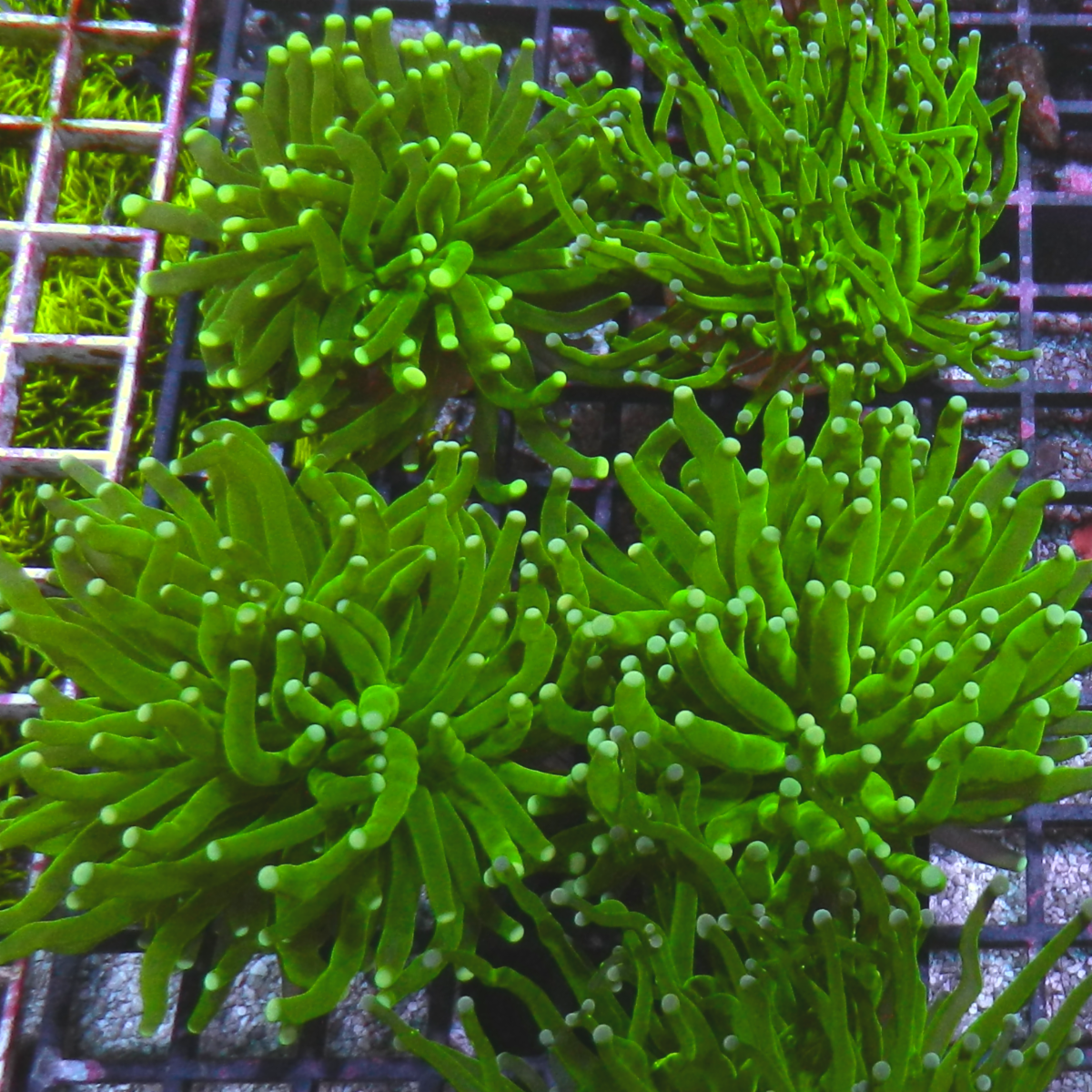 Wrasses, Tangs, & Torches