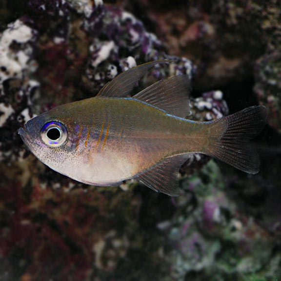 Royal Gramma, Butterflyfish, Gobies, Blennies, Tangs, Triggers, and a ...