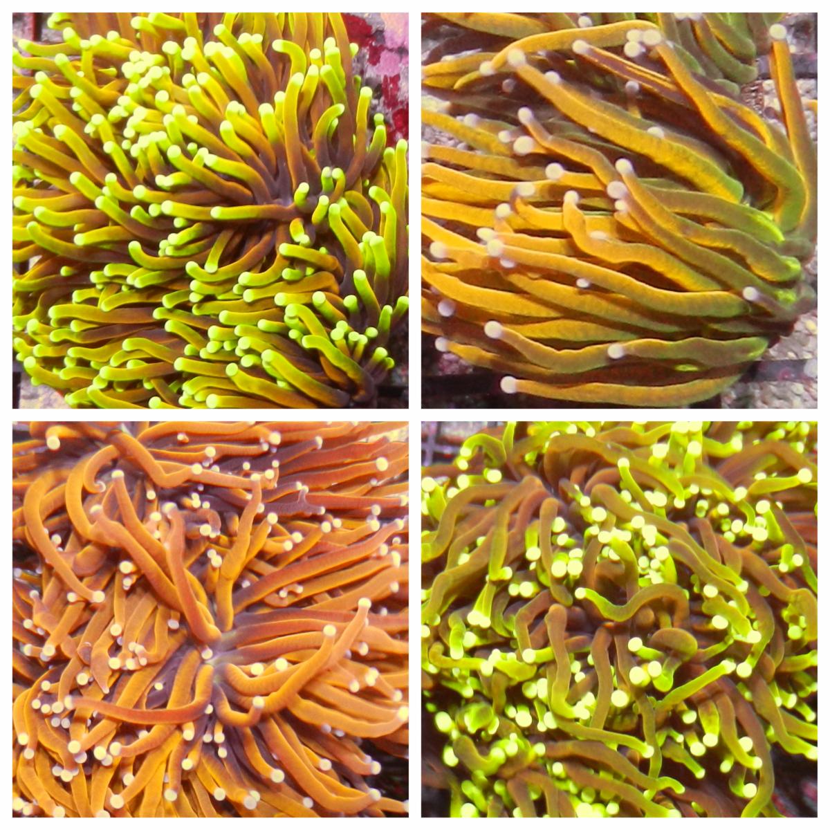 Ultra Rock Flowers, Ricordeas, AlgaGen, Live Brine, Frozen Foods and a ...