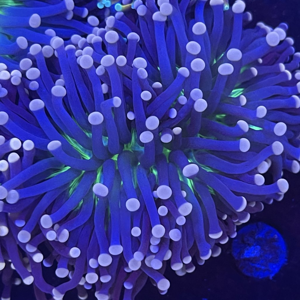 Maxima Clams, Maxi Mini Carpets, Ritteri and Sebae Anemones