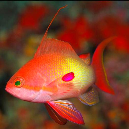 Weekly Sales Gobies, Blennies, Anthias and More.