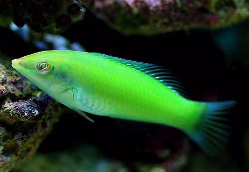 Rosey Scale Wrasse in stock finally and a massive fish order