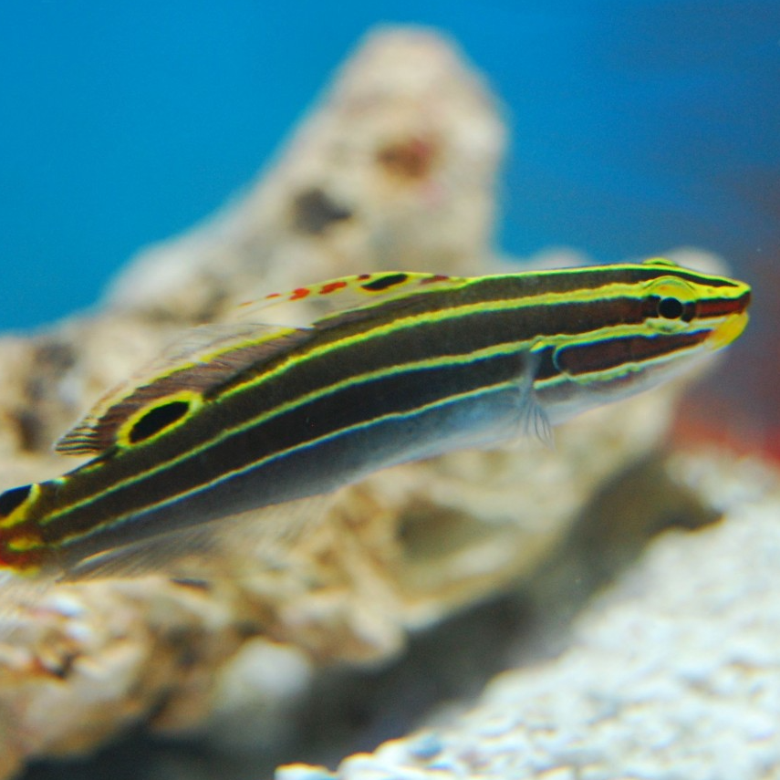 Royal Gramma, Butterflyfish, Gobies, Blennies, Tangs, Triggers, and a ...