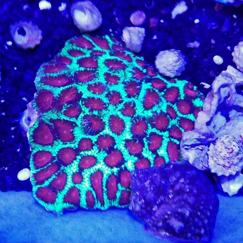 Rosey Scale Wrasse in stock finally and a massive fish order