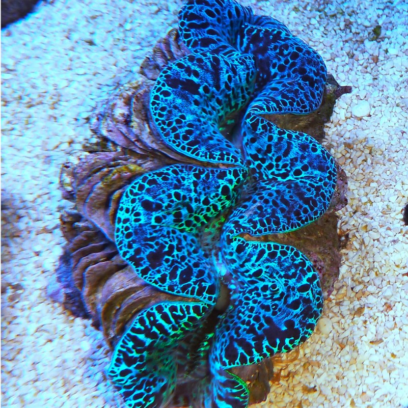 12 boxes of fish and corals, Freshwater shipments too!