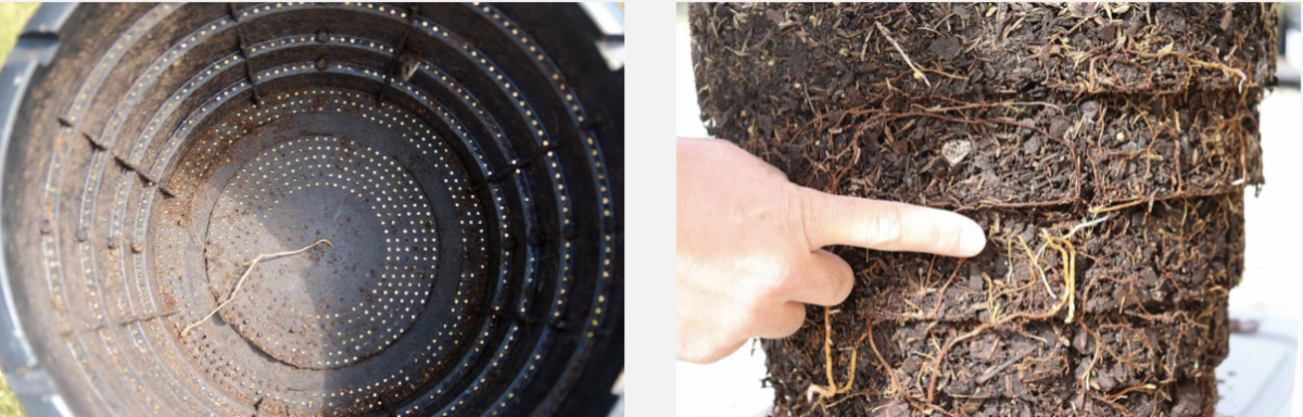 Pick some great trees and shrubs this week