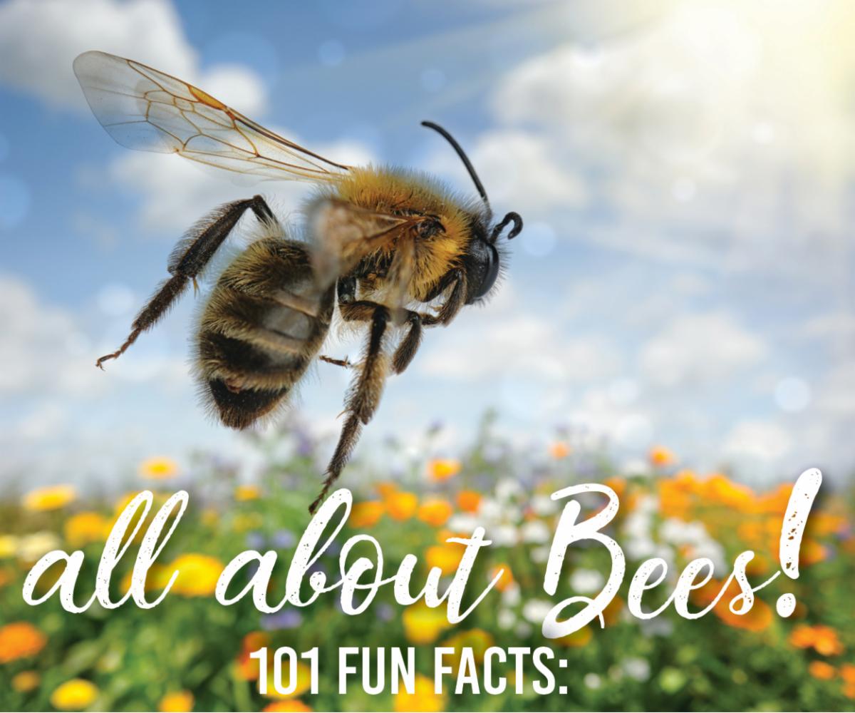 Pollinator Week -101 fun facts about Bees, Butterflies of Florida ...
