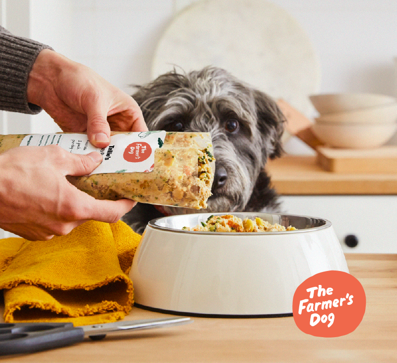 Thanksgiving Tails: How to Paw-ty Safely