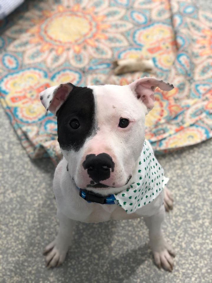 Neegan Won’t Stop Believin’ He’ll Find a Loving Home