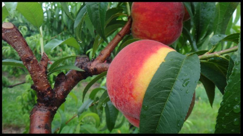 Joe's corn, John Boy - a great freestone!, Manar return