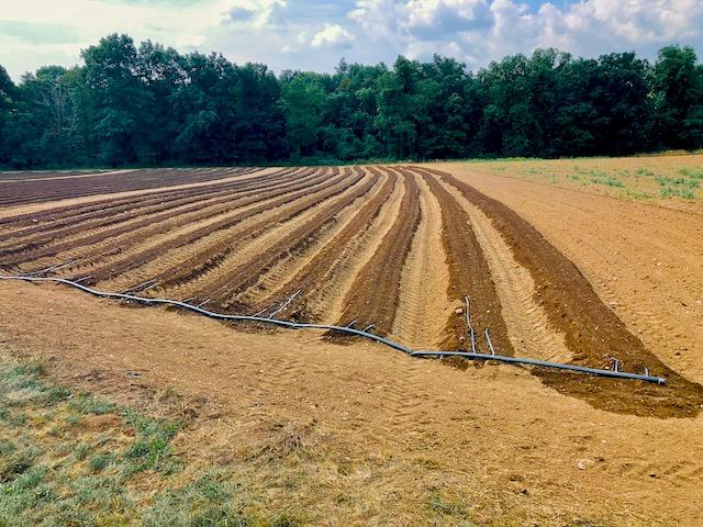 Joe's corn, John Boy - a great freestone!, Manar return