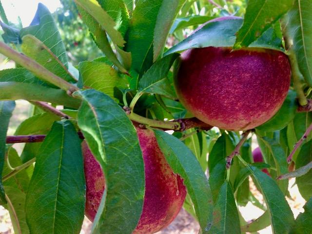Autumn Crisp, Jesse's Figs