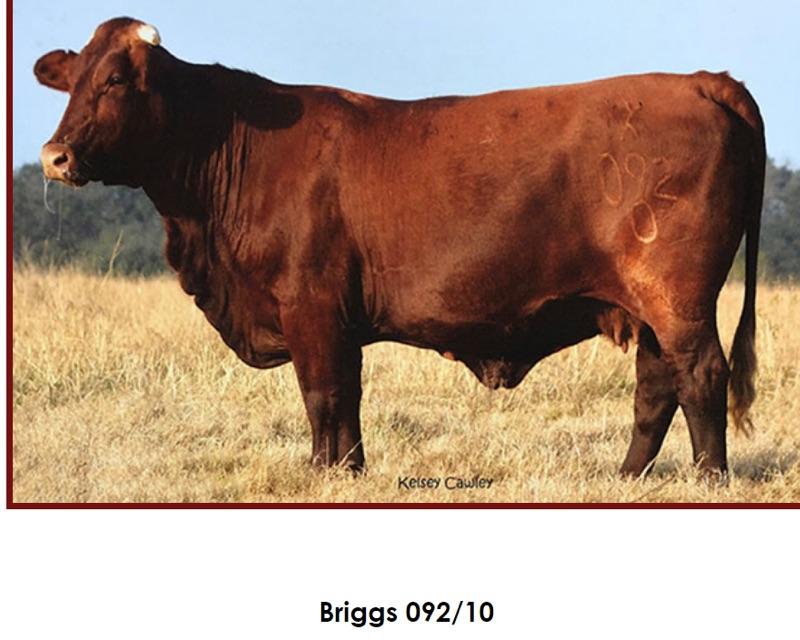 Briggs Embryos For Sale