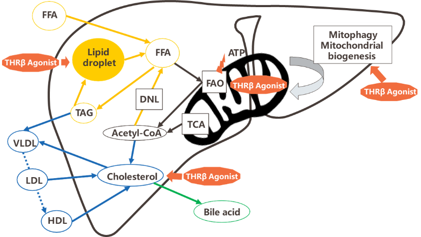 Liver-Targeting THR-β Agonist for NASH is looking for out-licensing or ...