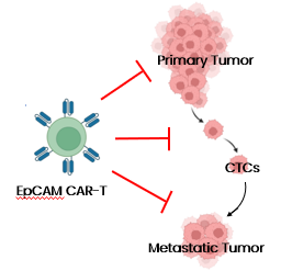 New asset recommendation: EpCAM CAR-T for colorectal cancers, gastric ...