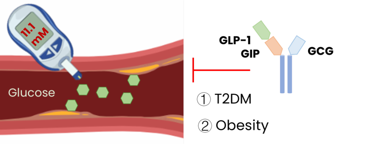 New asset recommendation: GLP1+GIP+GCG fusion protein for T2DM and Obesity