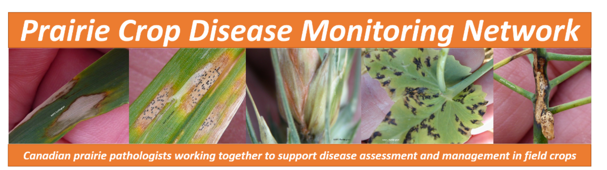 Prairie Crop Disease Monitoring Network's E-Bulletin