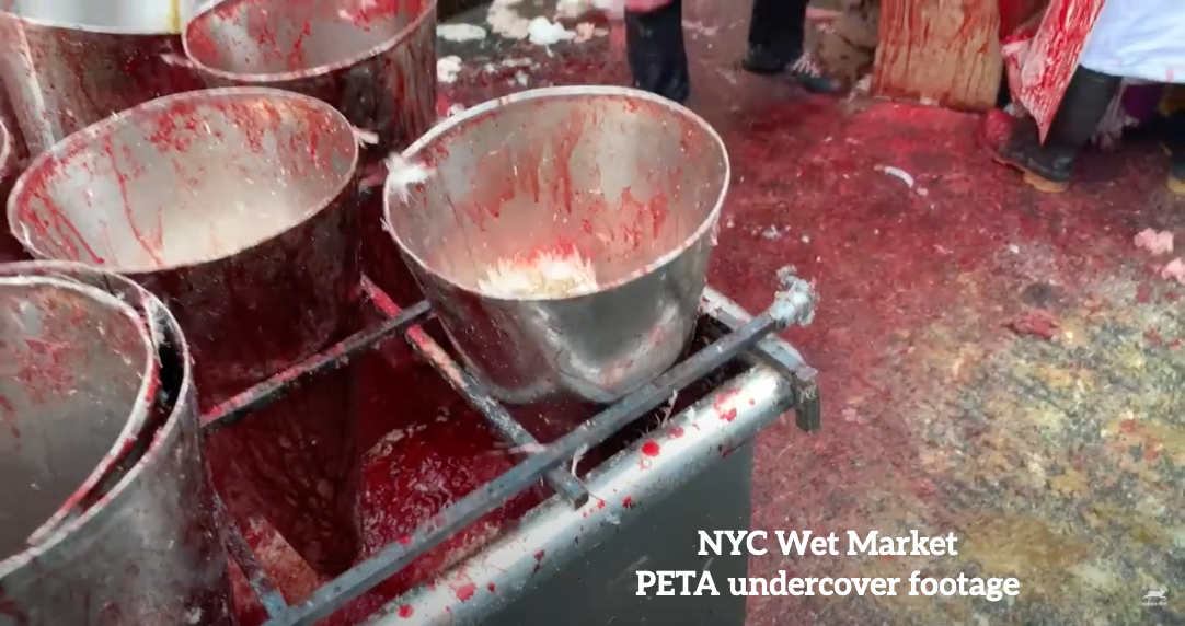 Press Release - CA & NY To Ban "Wet" Markets and Exotic Wildlife Trade