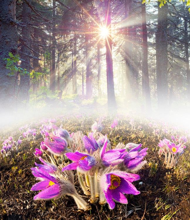 ACIM Lesson 114 R3 & Text Reading - Early Mailing 2022